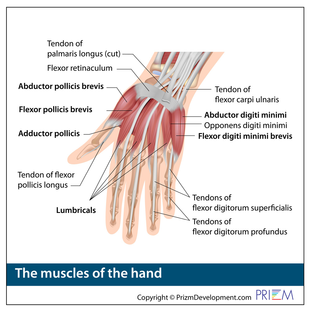 Ortho Anatomy Library | Lakelands Orthopedics