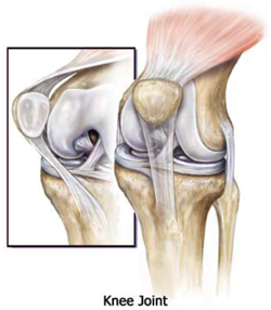 Index of /assets/anatomy